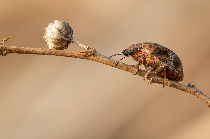 Lembing: Kenali, Cegah dan Obati Gigitannya