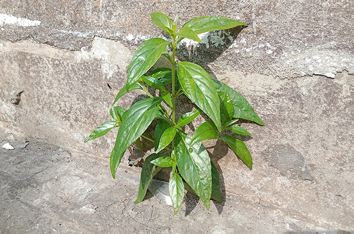 Sambiroto: Manfaat Herbal, Dosis, dan Efek Sampingnya