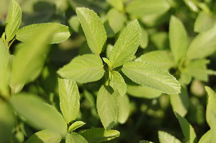 Tanaman Rami: Kenali Lebih Dekat, Manfaat, dan Cara Tanam