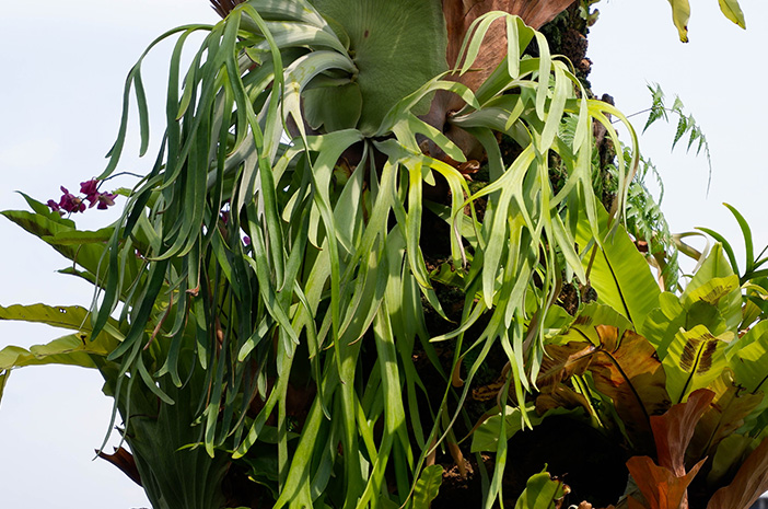 Manfaat Tanaman Tanduk Rusa: Estetika Hingga Potensi Kesehatan