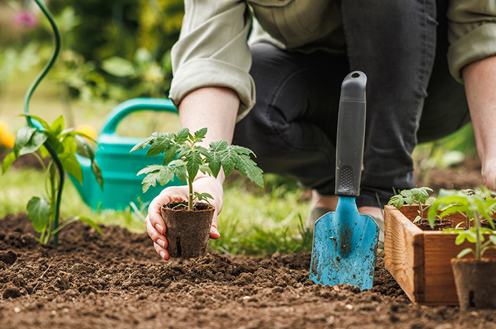 Tanaman Vegetatif: Cara Mudah dan Cepat Berkembang Biak