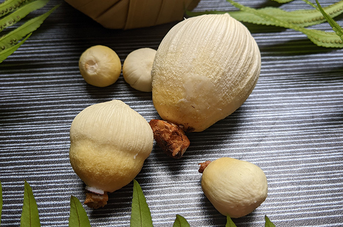Ini 5 Manfaat Kentos Kelapa Bagi Tubuh