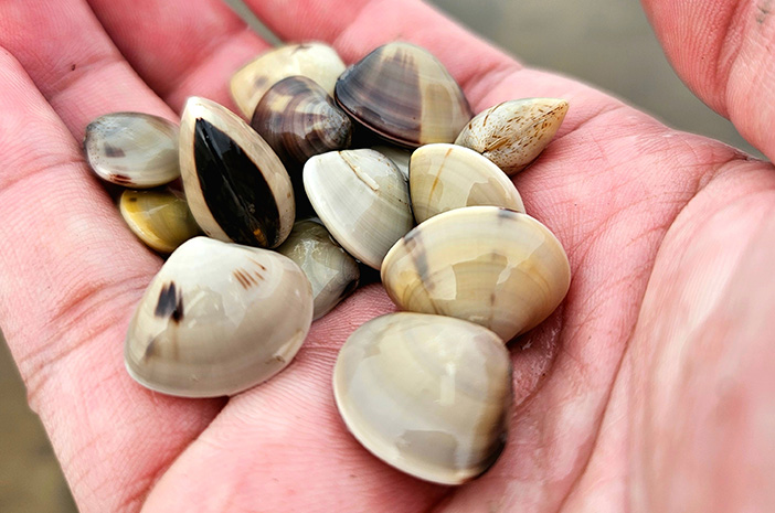 Kerang Kepah: Sumber Nutrisi Kaya Manfaat Sehat