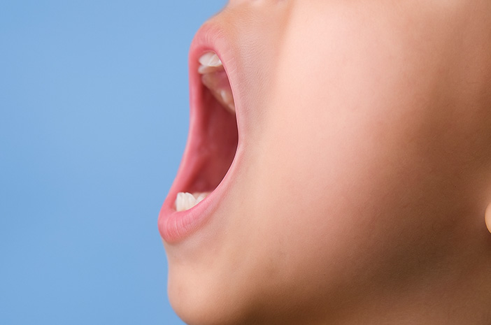 Palatum Rongga Mulut: Fungsi dan Anatomi Lengkap