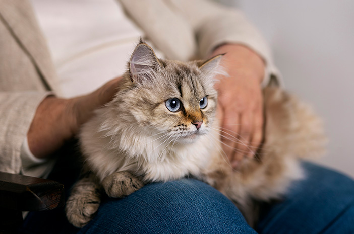 Kenali Ciri-Ciri Kucing Betina Birahi, Mudah Dikenali