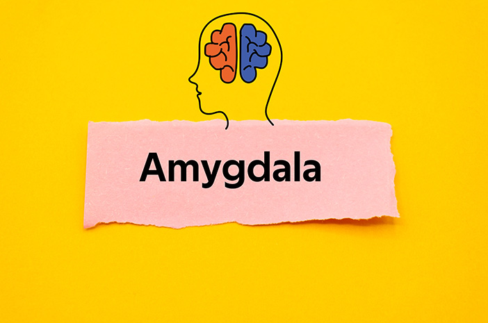 Apa Itu Amygdala dan Fungsinya bagi Otak Manusia?